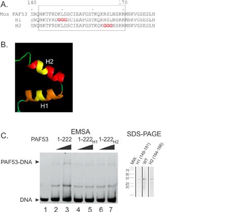 The Helix Turn Helix Domain Of Paf53 Is Responsible For Dna Binding