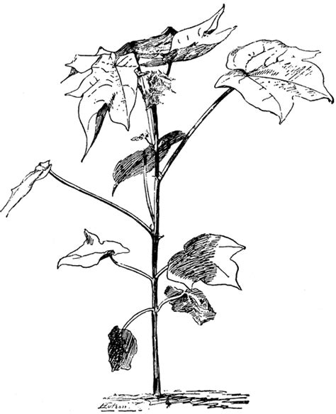 Cotton Plant Clipart