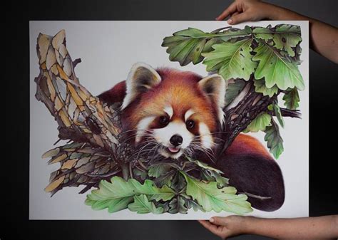 Red Panda Portrait Realistic Ballpoint Pen Drawing Drawing By Daria Maier Saatchi Art