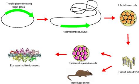 Baculovirus Protein Expression Service Promab