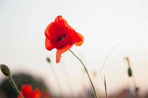 양귀비의 밭 자연 여름 야생화입니다 붉은 꽃 양귀비 식물 야생화의 새싹입니다 양귀비 꽃 배경입니다 꽃 식물 자유 분위기 잎과 부시 관목에 대한 스톡 사진 및 기타 이미지