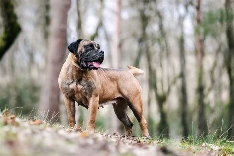 About The Boerboel Breed Topguard Kennels