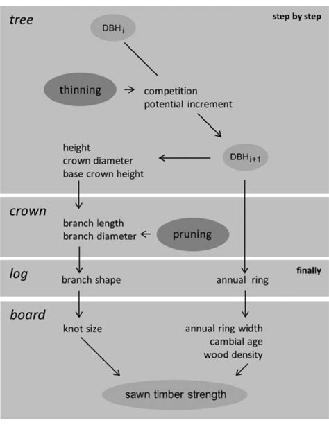 Simulation Of Individual Tree Growth Finalised By Logging And Sawing Download Scientific
