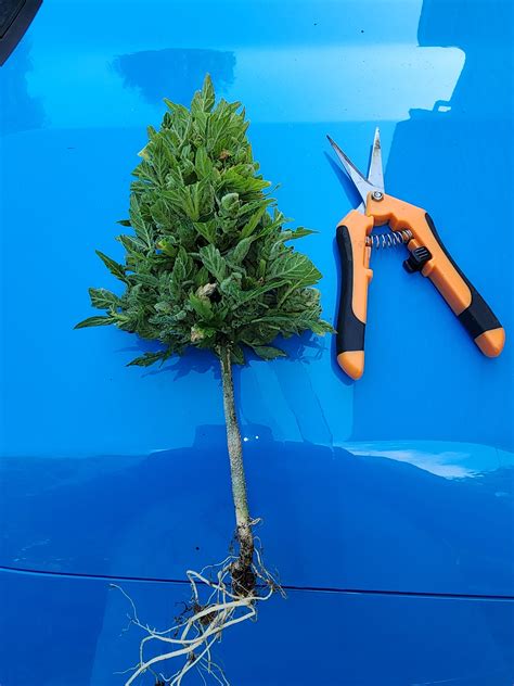 Yay Me Tiny Tree Rcannabiscultivation