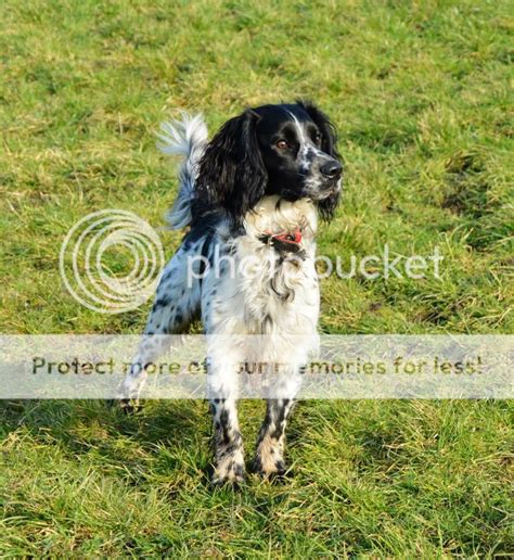 Working Cocker Spaniel Trimmingclipping Horse And Hound Forum