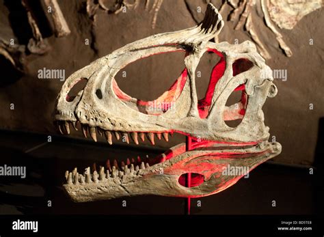 Cryolophosaurus Skeleton