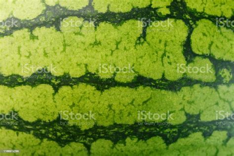 잘 익은 수박의 줄무늬 껍질 전체 화면에서 수박 껍질 카 배경 과일에 대한 스톡 사진 및 기타 이미지 과일 깨끗한 껍질 Istock