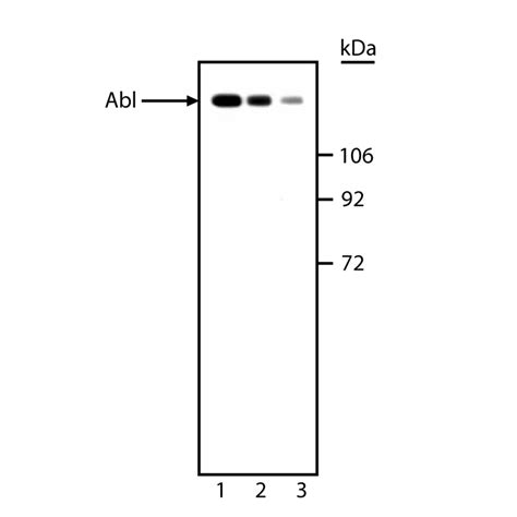 Purified Mouse Anti Abl