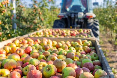 Premium Photo Apple Tree Juice Production Industry Autumn Harvest Agriculture