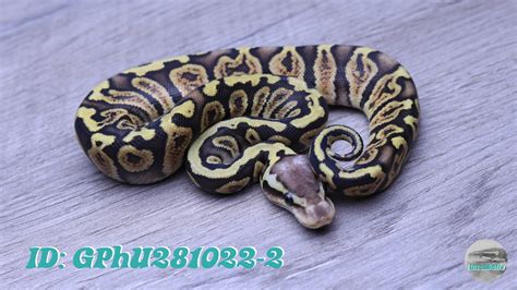 Ghi Pastel Het Ultramel Ball Python By Darkballs Morphmarket