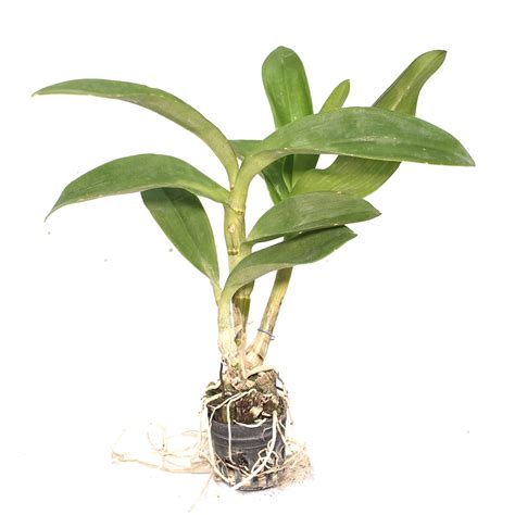 Elevate Your Space With The Elegant Dendrobium Jac Concert Red Twisted