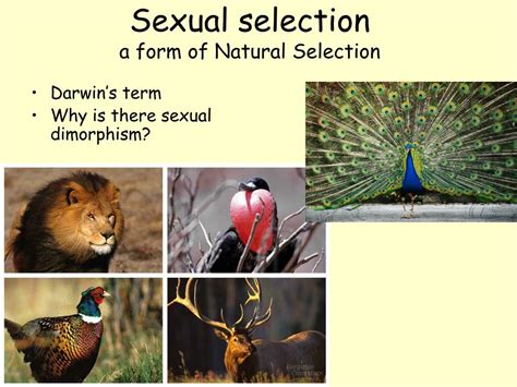 Ppt Population Genetics Powerpoint Presentation Free Download Id
