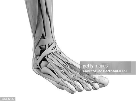Cartilage Foots Photos And Premium High Res Pictures Getty Images