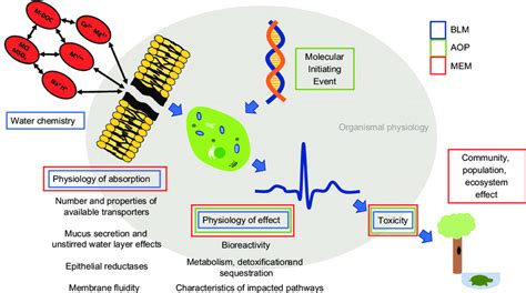 Diagrammatic Representation Of Modelling Frameworks Blm Biotic Ligand Download Scientific
