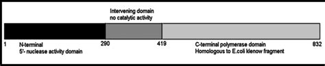 1 One Dimensional Diagram Of Taq Dna Polymerase The Taq Dna Download Scientific Diagram