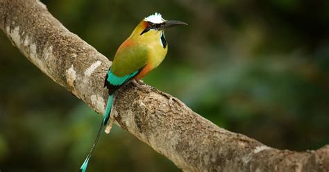 El Salvadors National Bird Torogoz Conscious Explorer