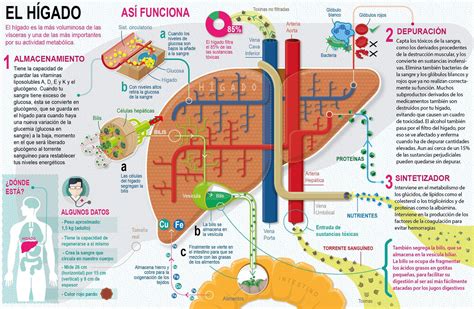 Niveles Normales Del Higado Signos Y Síntomas Del Cáncer De Hígado Kuhc