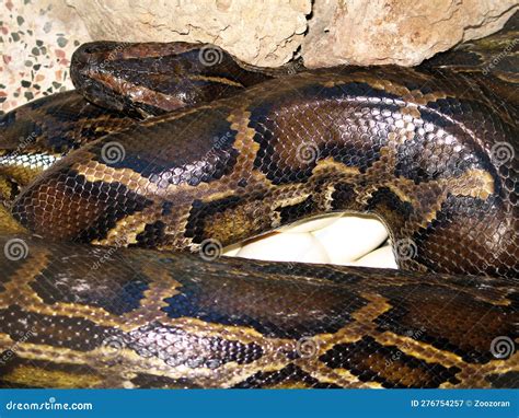 Burmese Python Python Bivittatus Stock Image Image Of Lizard