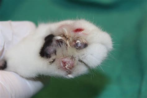 Pododermatitis Plasmocitaria