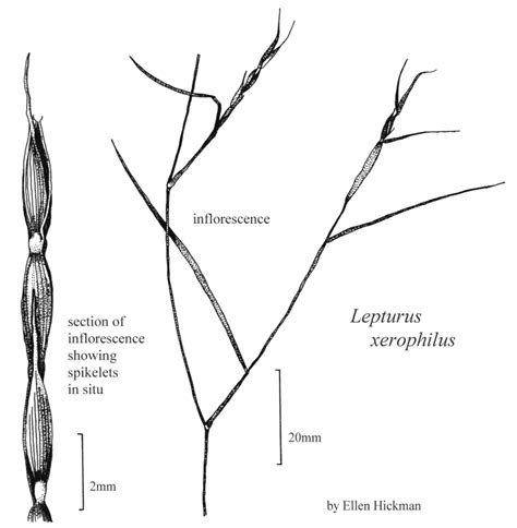 Grass Genera Of The World Lepturus R Br