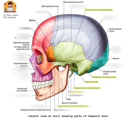 Parts Of Temporal Bone Diagram Quizlet