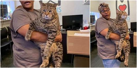 Mr B Aka Chonk Lands Furever Home Fast After His Photo Goes Viral Cole And Marmalade