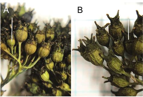 Molecular Phylogeny And Taxonomy Of The Hydrangea Serrata Complex Hydrangeaceae In Western