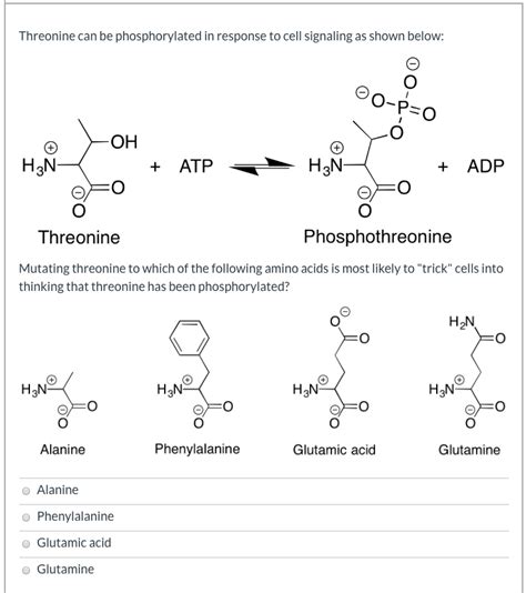 Solved Threonine Can Be Phosphorylated In Response To Cell