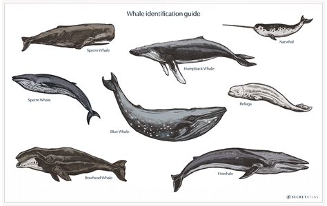 Whales Of The Arctic Discovering Whales In Svalbard And Greenland