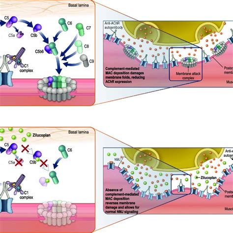 Mean Inhibition Of Complement Activity By Zilucoplan In A 12 Week Phase