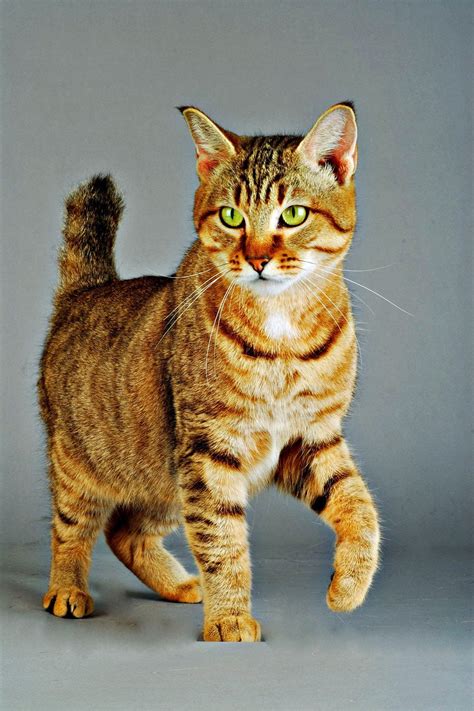 Pixie Bob Cats The Allure Of A Unique Feline Breed