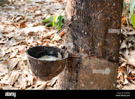 Rubber Tree And Plastic Bowl Filled With Latex In Rubber Plantation Stock Photo Alamy