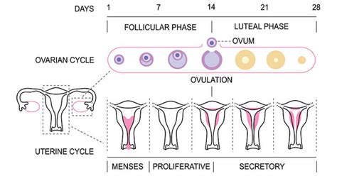 Menstrual Cycle Definition Hormones Phases Diagram