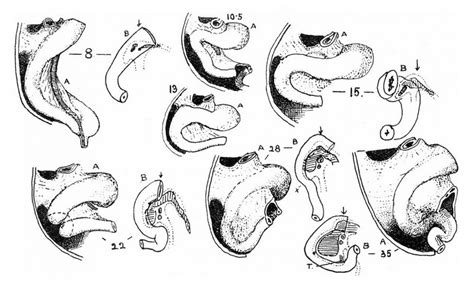 Paper The Formation Of The Duodenal Curve Embryology