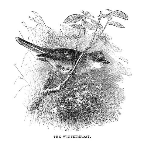 20 Whitethroat Stock Illustrations Royalty Free Vector Graphics
