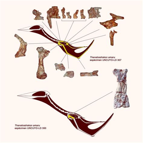 New Species Of Azhdarchid Pterosaur Unearthed In Argentina Scinews
