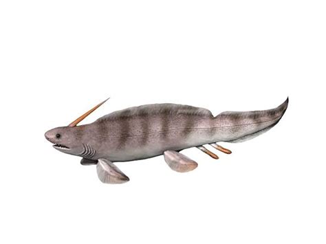 Xenacanthus The Australian Museum
