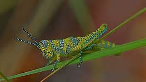 Grasshopper Things Biological Page 3