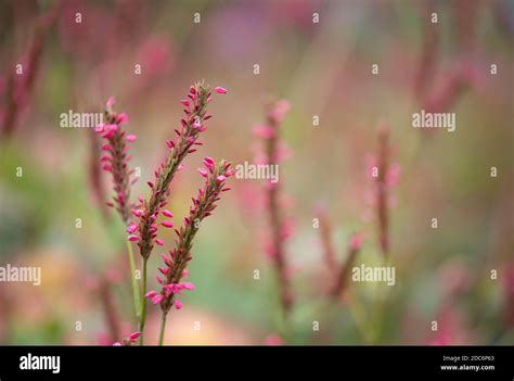 Veronica Red Fox Stock Photo Alamy