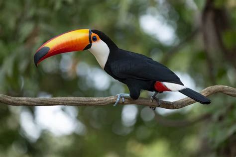 Discover Toucans Fascinating Facts And Conservation Status
