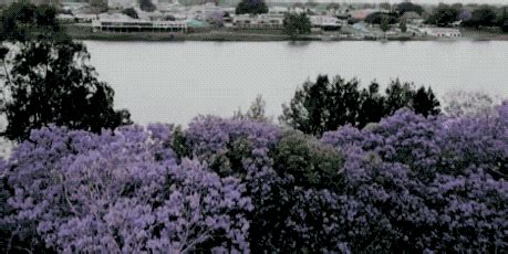 悉尼的蓝花楹带你走进美丽的童话仙境