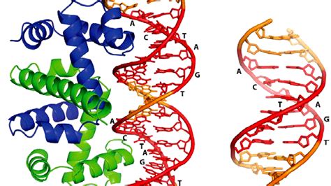 Dna Binding And Non Dna Binding Vesicants At Henry Lawrence Blog