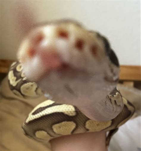 Reticulated Python Pet Snake Pretty Snakes Cute Reptiles