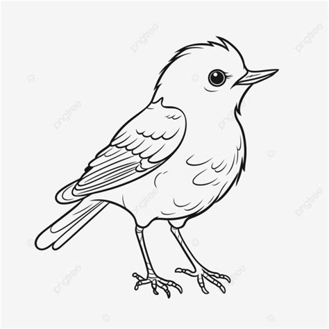 작은 새 색칠 페이지 Png 일러스트 Psd 및 클립 아트에 대한 무료 다운로드 Pngtree