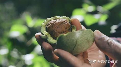 核桃油怎么吃教你科学的食用方法 知乎