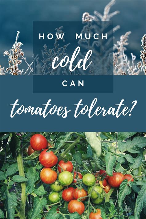 Tomato Plant Cold Tolerance Reumvegetable