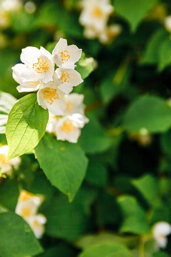 봄철에 아름다운 하얀 재스민 꽃꽃 꽃이 피는 재스민 덤불배경 영감을 주는 천연 꽃봄 꽃이 피는 정원이나 공원 꽃 예술 디자인 아로마테라피 컨셉 3월에 대한 스톡 사진 및