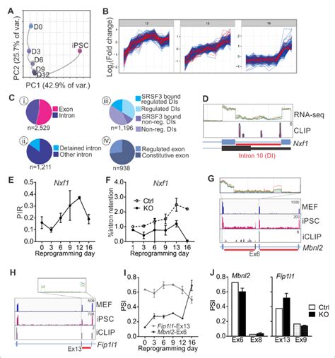 Srsf3 Regulates The Alternative Splicing Of Nxf1 And Other Rna Download Scientific Diagram