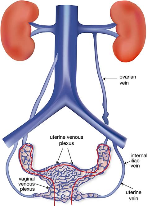 Prominent Pelvic Veins