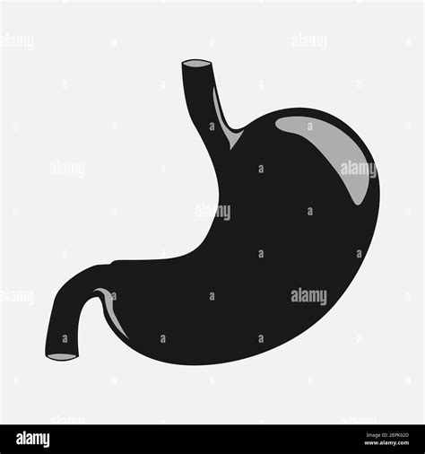 Human Body Illustration Simple Organs Hi Res Stock Photography And